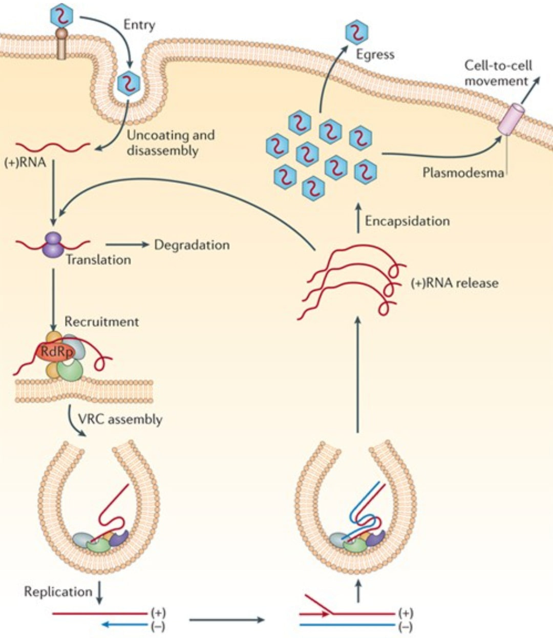 Virusi i Covid-19 | Javni Servis